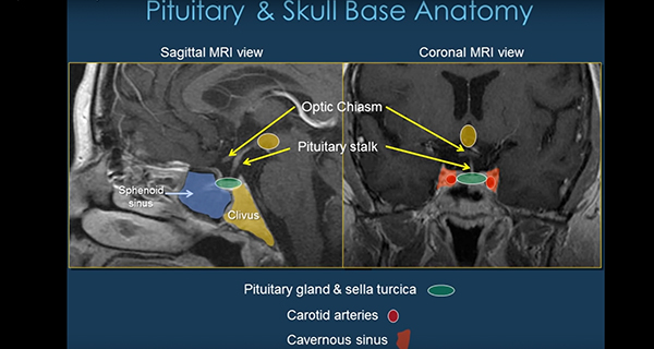 Pituitary Glands Anatomy And Function Of The Master Gland Pacific